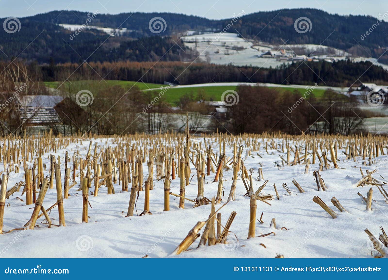 Harvested Corn Field in Winter with Mountains in Background Stock Image ...