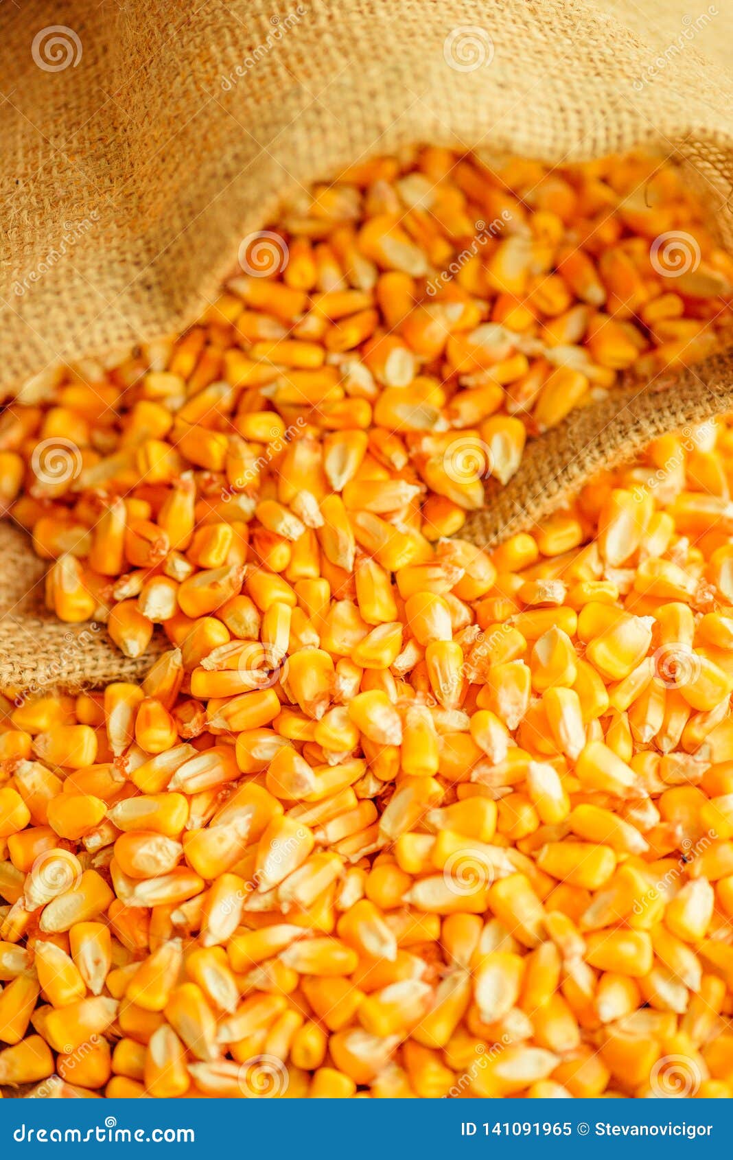 Harvested Corn Kernels in Burlap Sack Stock Image - Image of ...