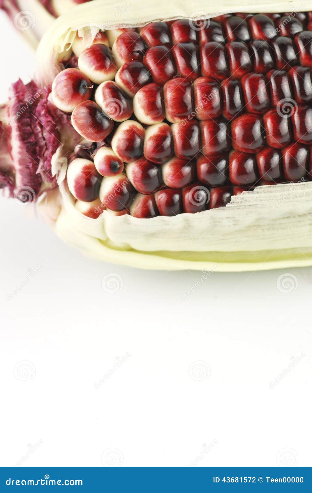 Harvested Corn in Red and Purple Colors Stock Photo - Image of ...