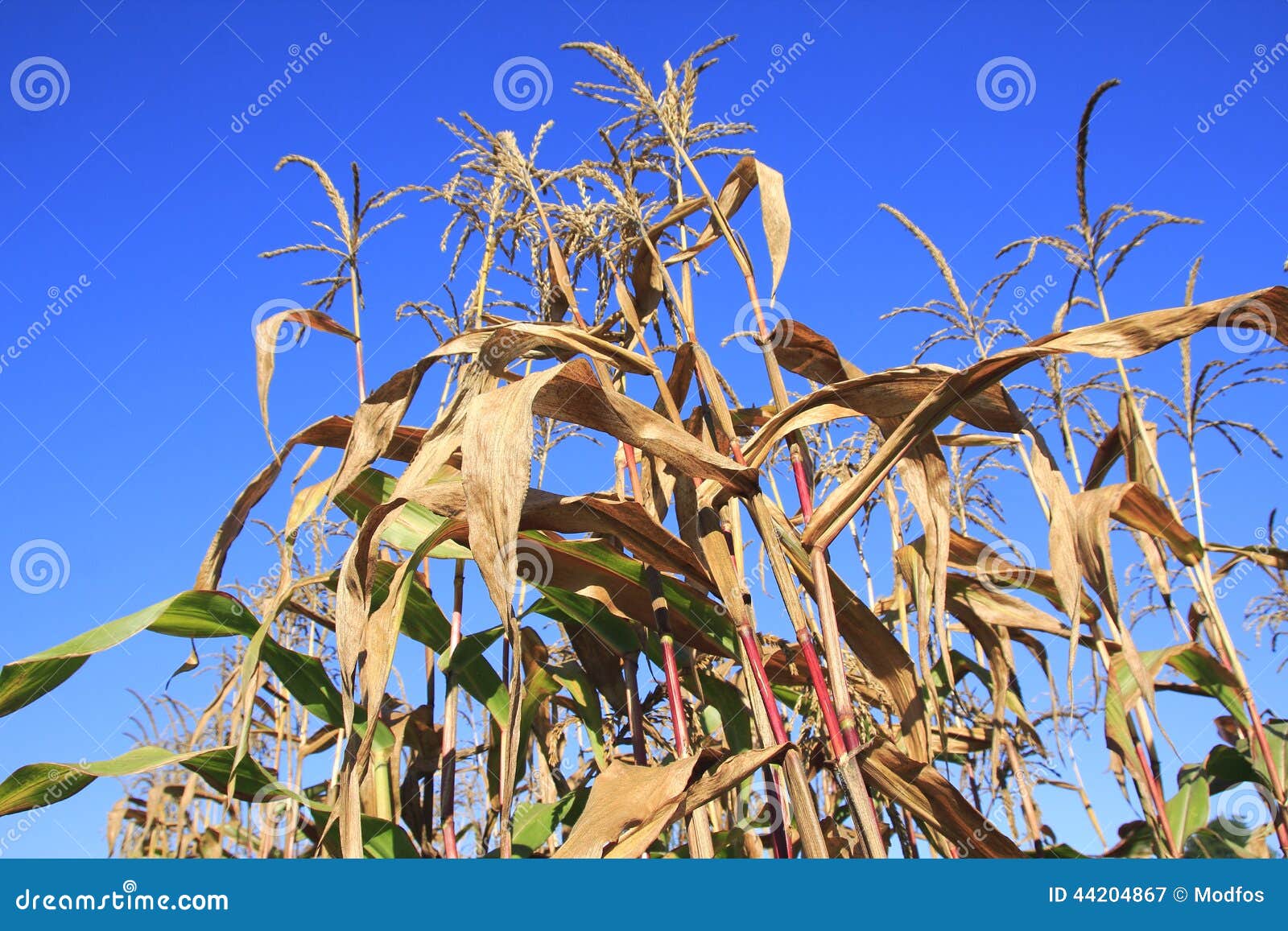 Harvested Corn Stalk stock image. Image of vegetable - 44204867