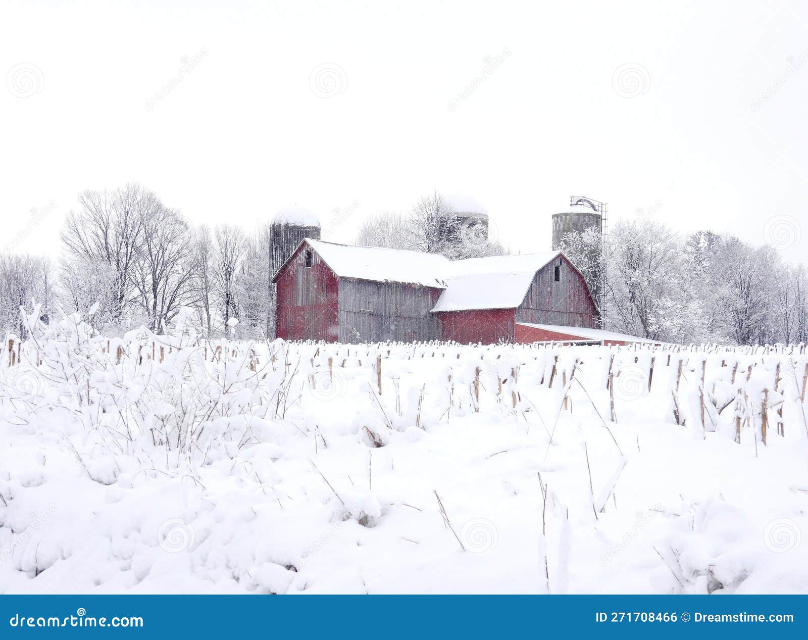 Harvested Cornfield and Barn Under Snow in Winter Stock Photo - Image ...
