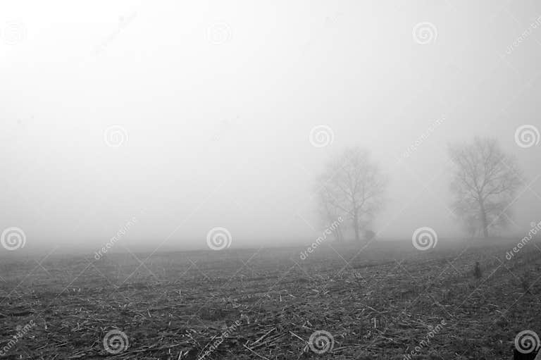 Harvested Cornfield in Fog stock image. Image of cornfield - 3345599
