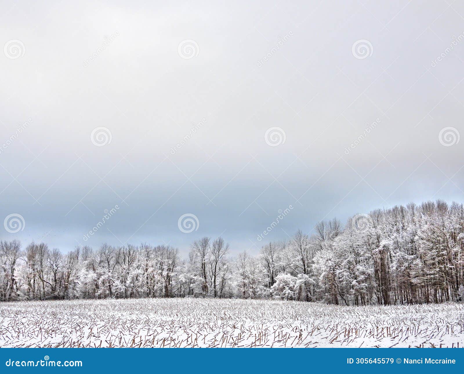 Harvested Cornfield and Tree Hedgerow Covered in Winter Snowfall Stock ...