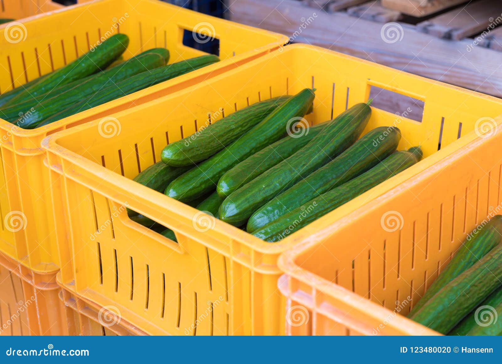 Harvested Cucumber in Crates Stock Photo - Image of crate, heap: 123480020