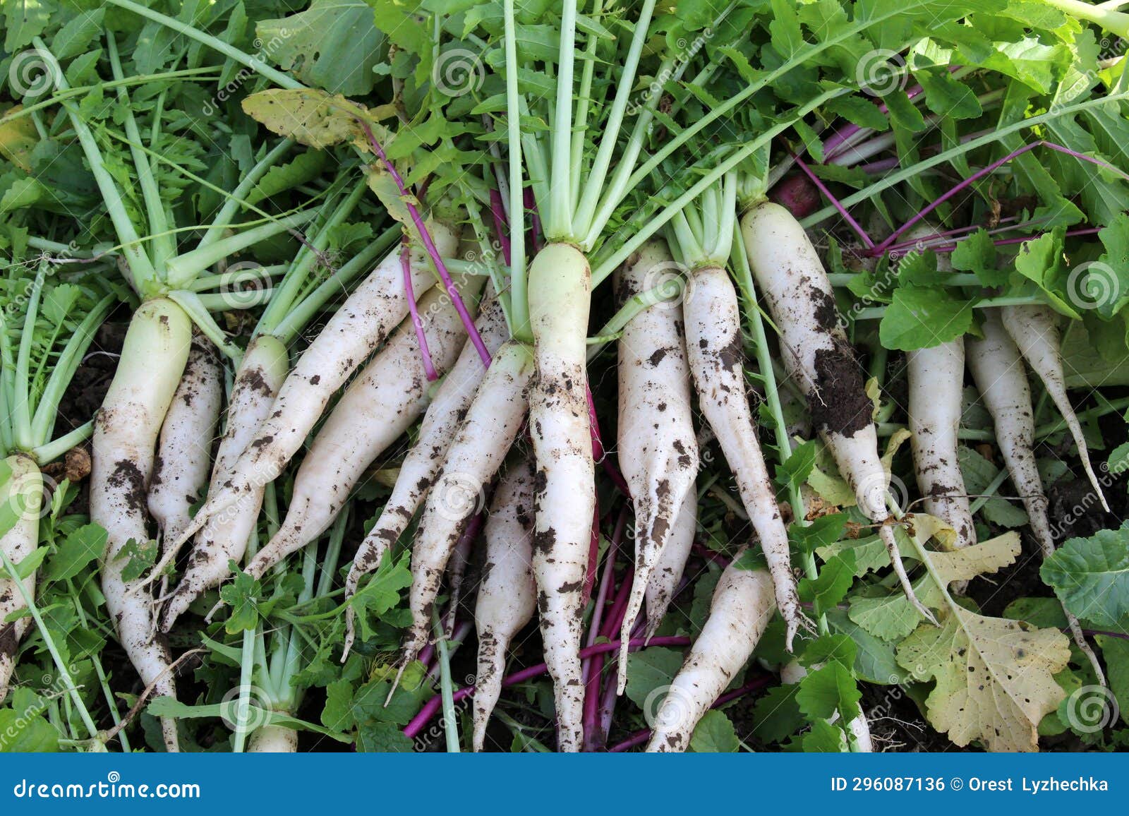 Harvested Daikon Radish Root Stock Photo - Image of white, nutrition ...