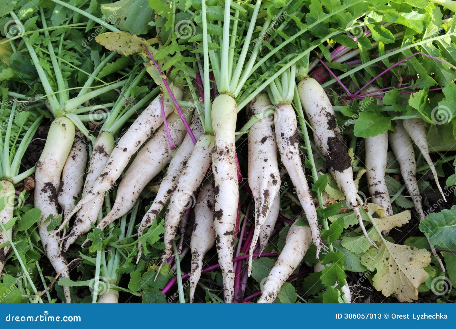 Harvested Daikon Radish Root Stock Image - Image of background, root ...
