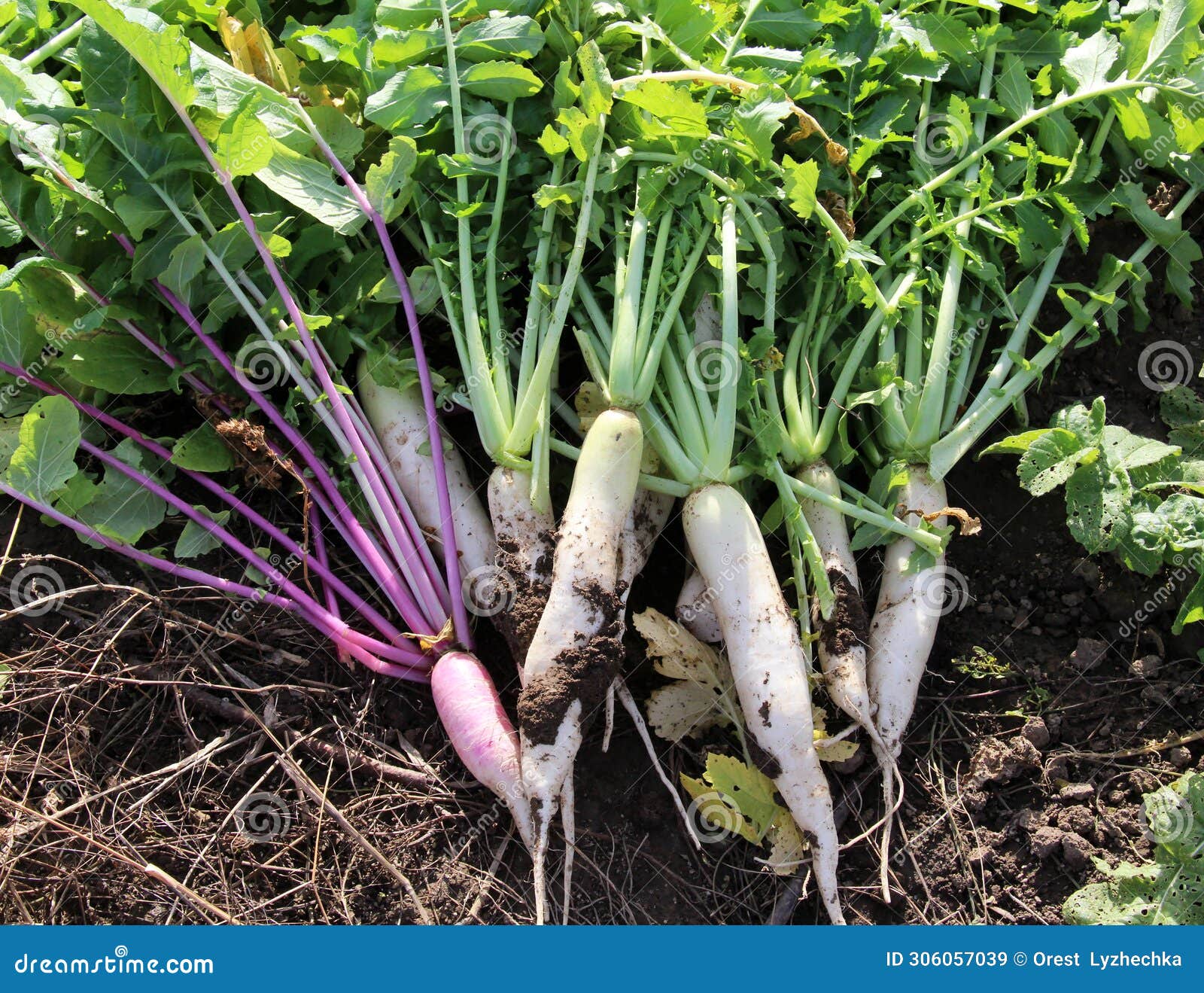 Harvested Daikon Radish Root Stock Image - Image of agricultural ...
