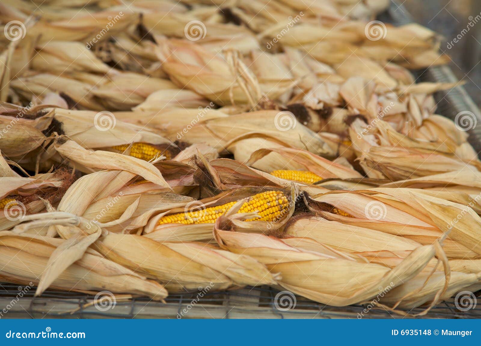 Harvested Dried Corn for Feed Stock Photo - Image of market, autumn ...