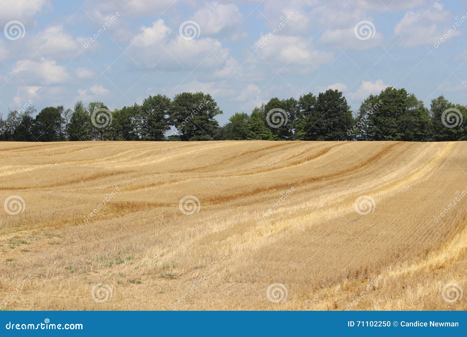 Harvested Field stock photo. Image of prairie, grass - 71102250