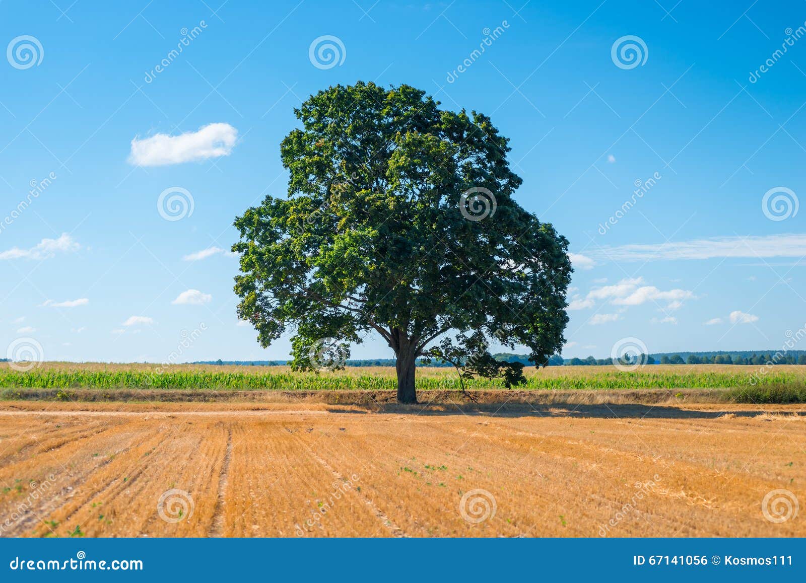 Harvested Field and One Tree Stock Photo - Image of branch, country ...