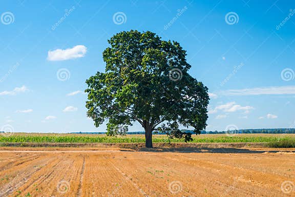 Harvested Field and One Tree Stock Photo - Image of branch, country ...
