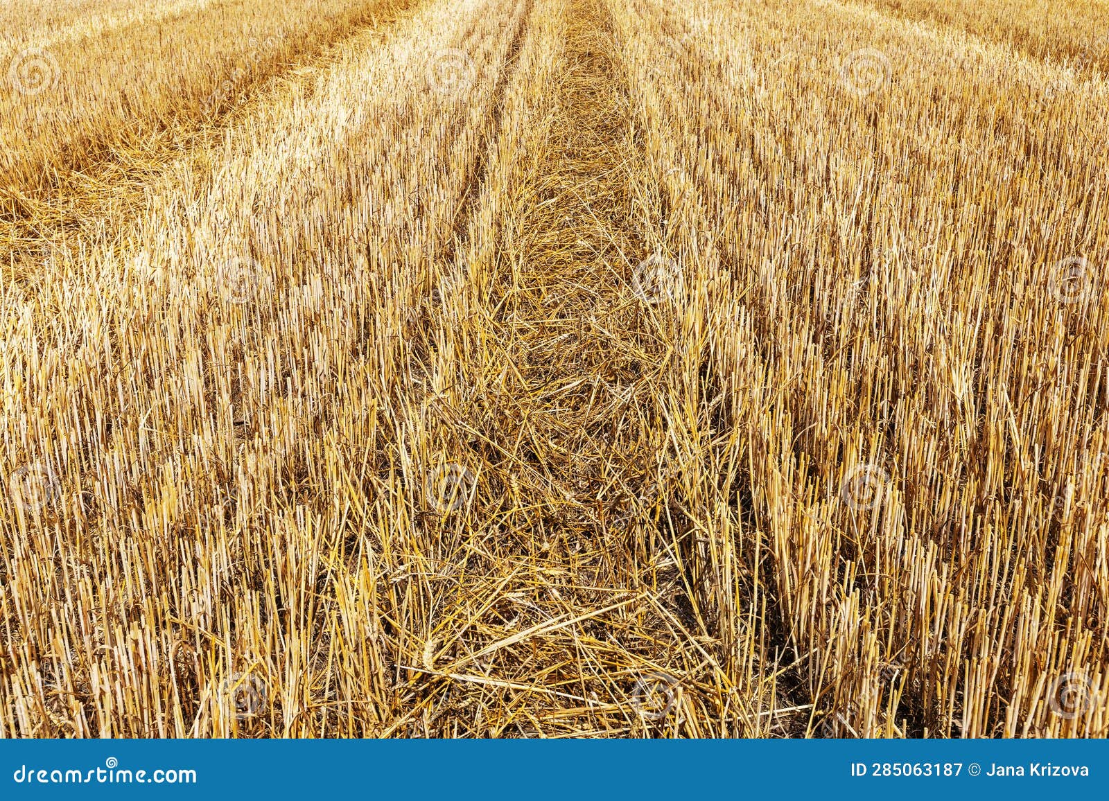 A Harvested Field from Rye and on it a Stubble of Straw and Tracks from ...