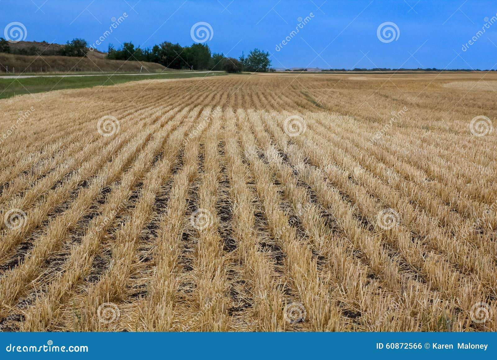 Harvested Fields stock photo. Image of rural, alberta - 60872566