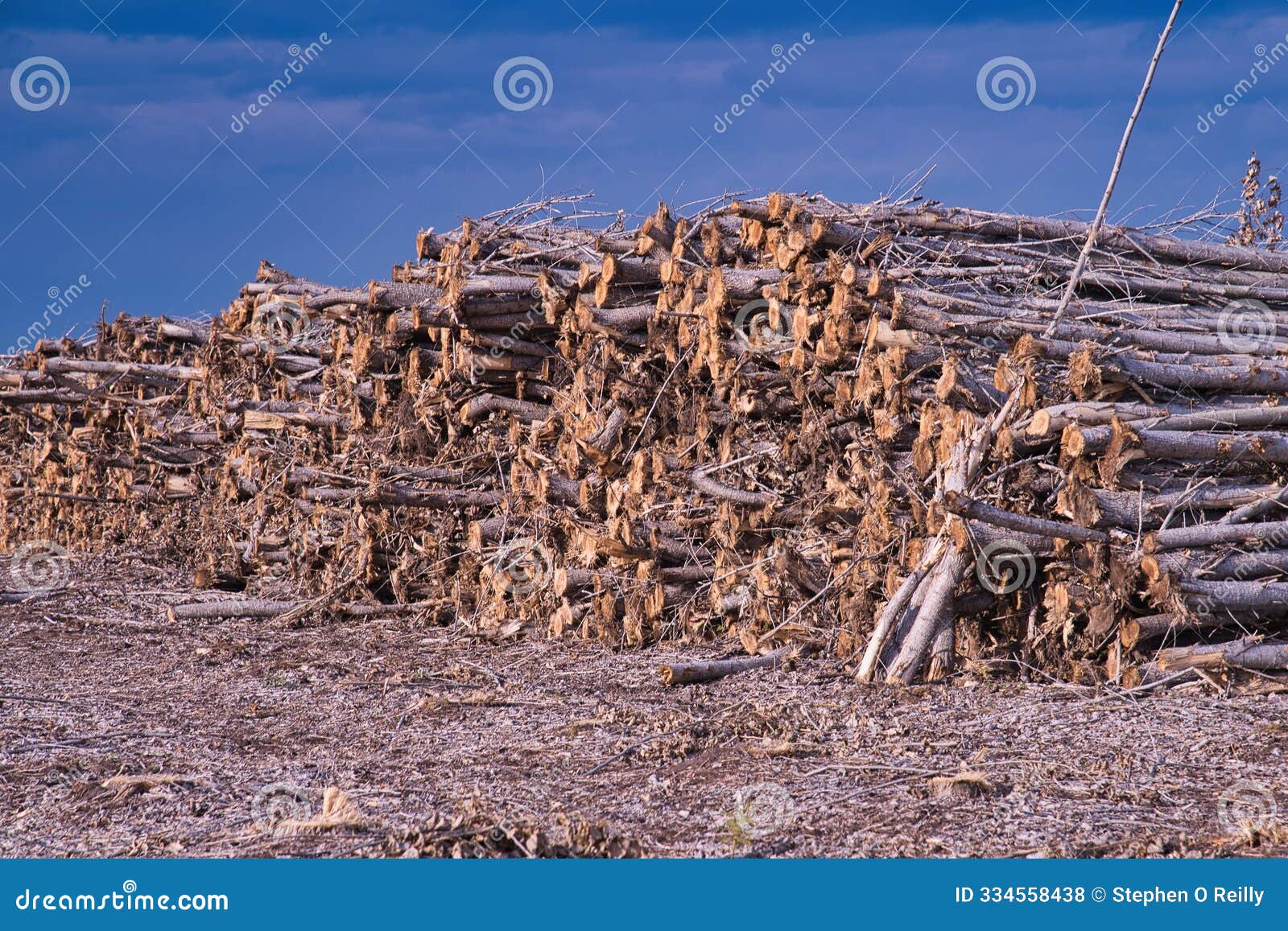 Harvested Forest Trees Lay Stacked Ready for Trans Stock Photo - Image ...
