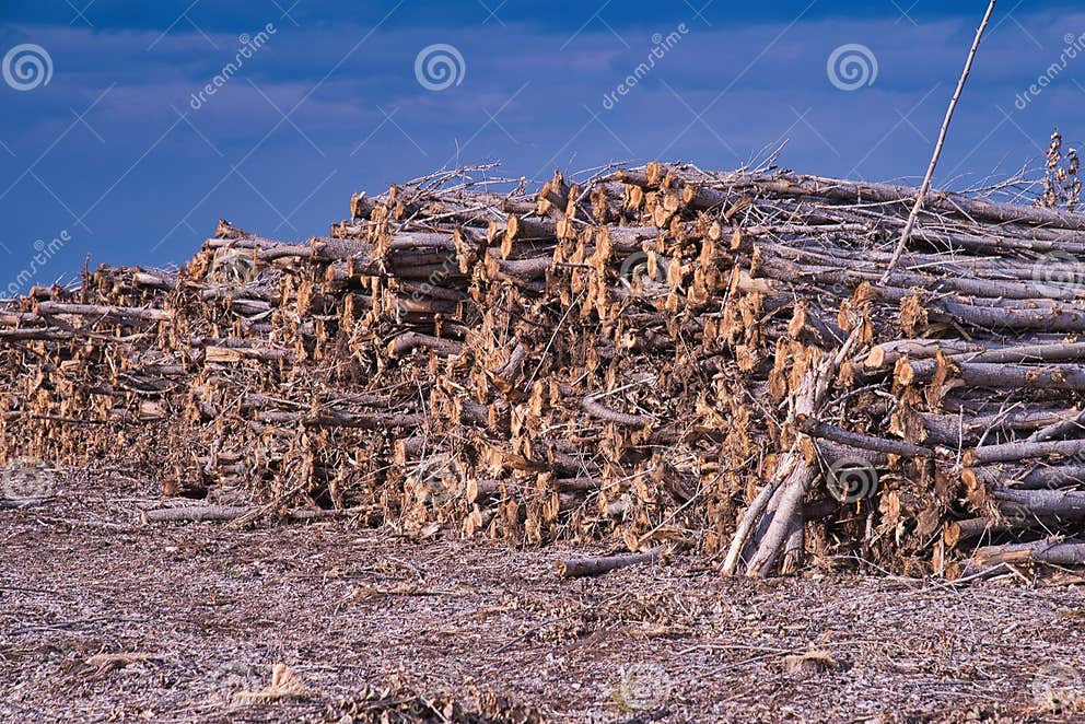 Harvested Forest Trees Lay Stacked Ready for Trans Stock Photo - Image ...