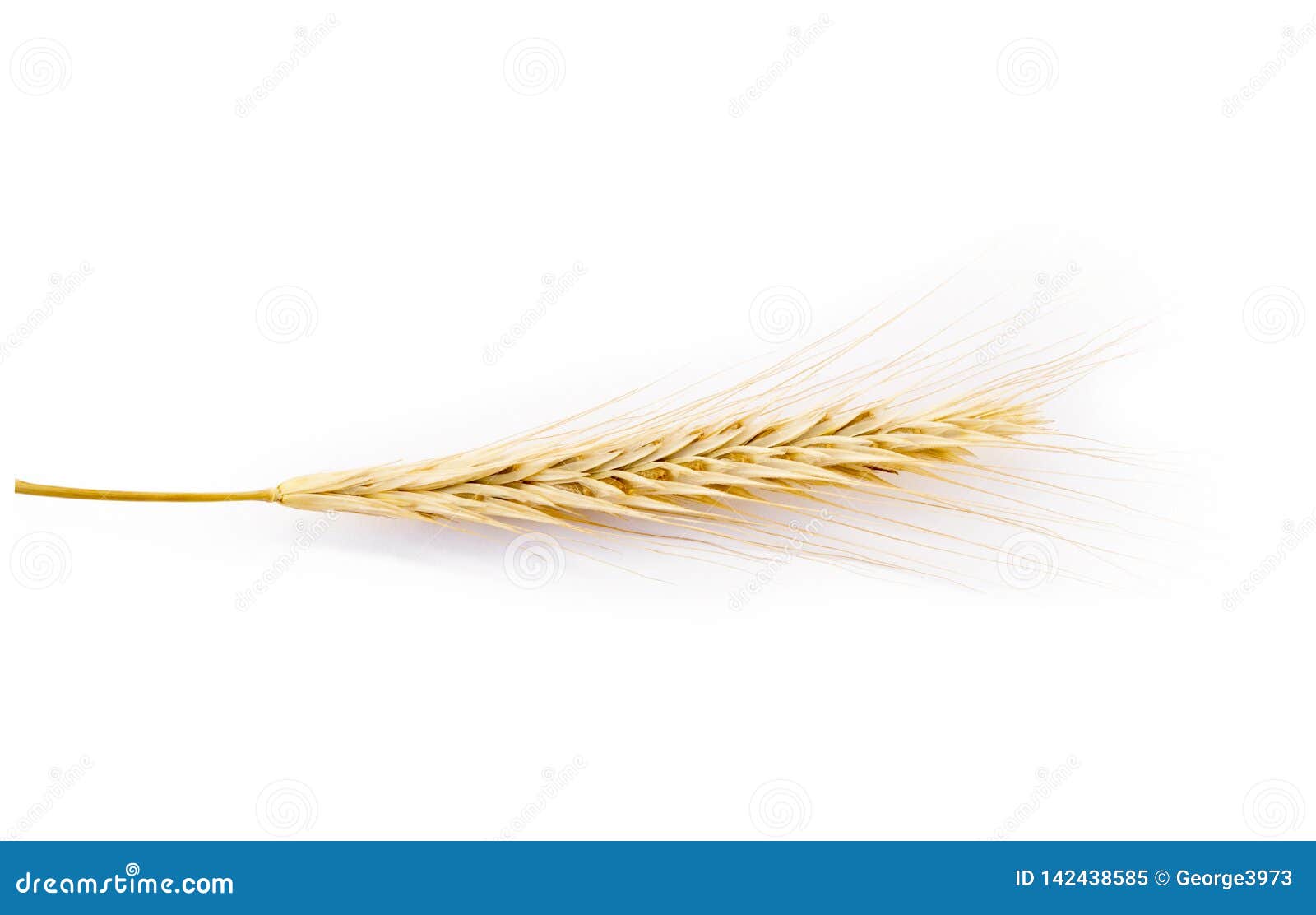 Harvested grain, rye stock image. Image of grain, harvesting - 142438585