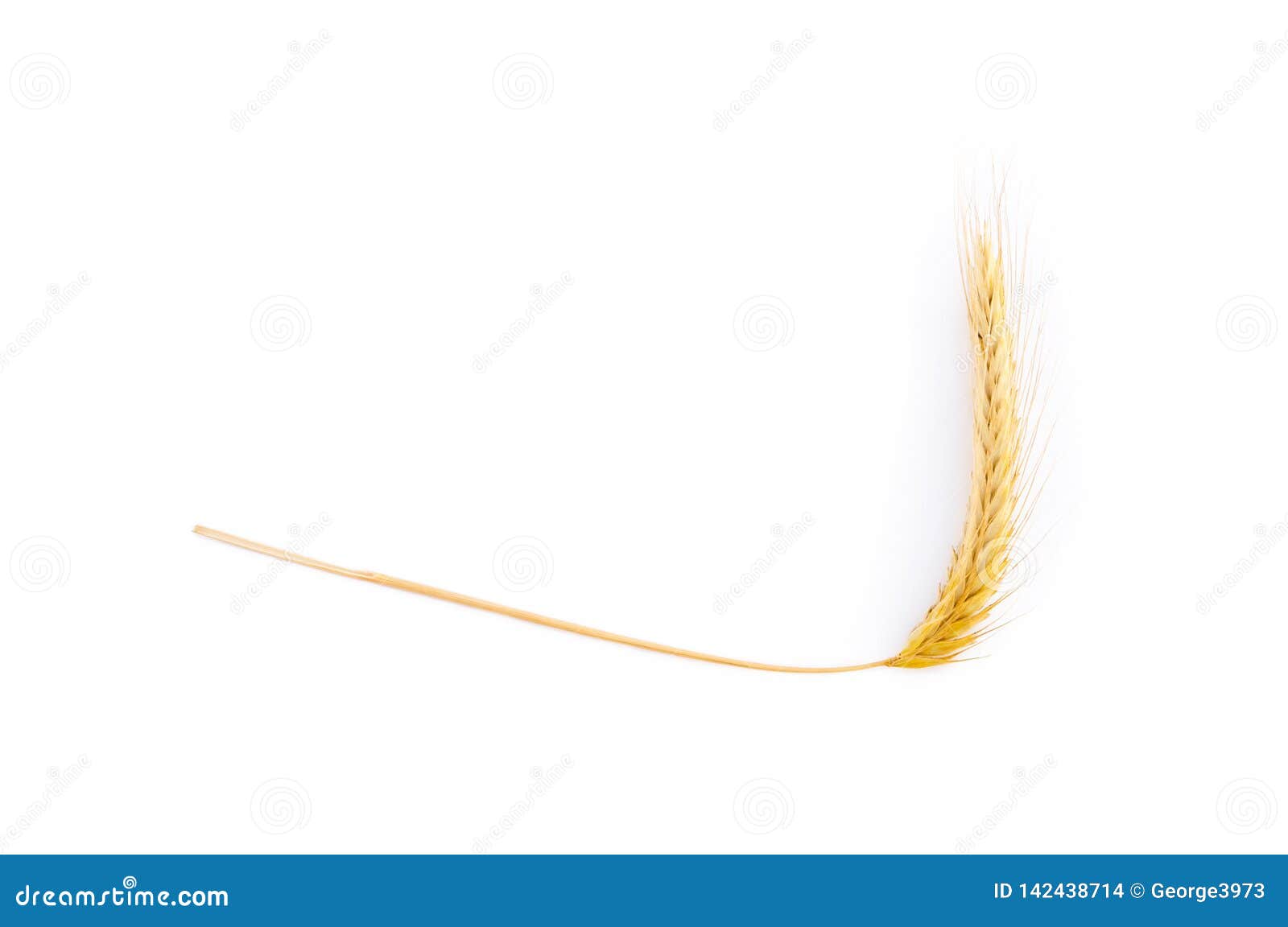 Harvested grain, rye stock photo. Image of harvested - 142438714