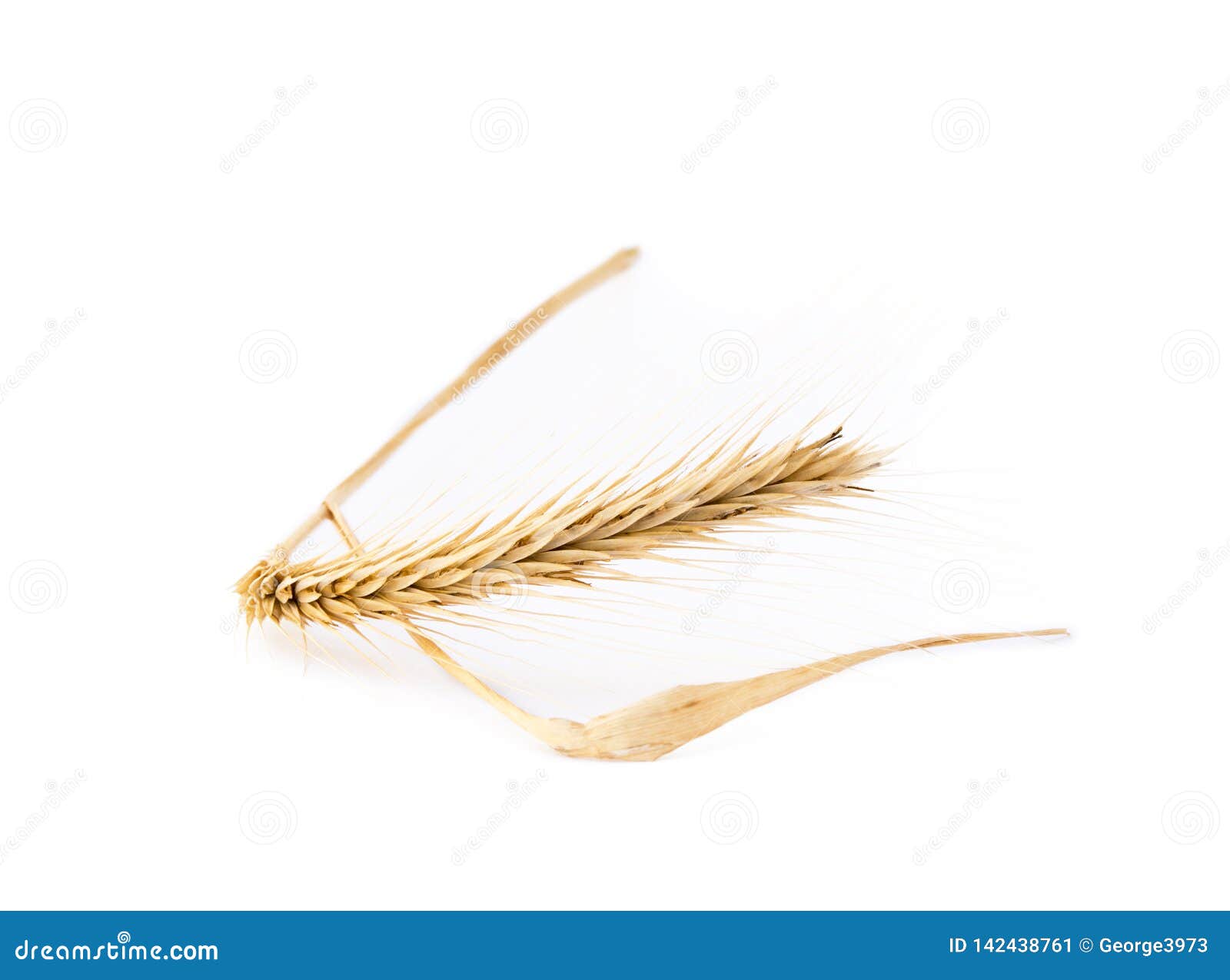 Harvested grain, rye stock image. Image of grow, beautiful - 142438761