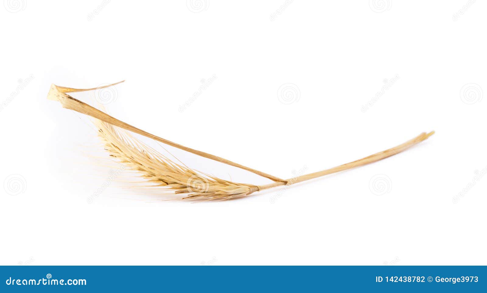 Harvested grain, rye stock photo. Image of agriculture - 142438782