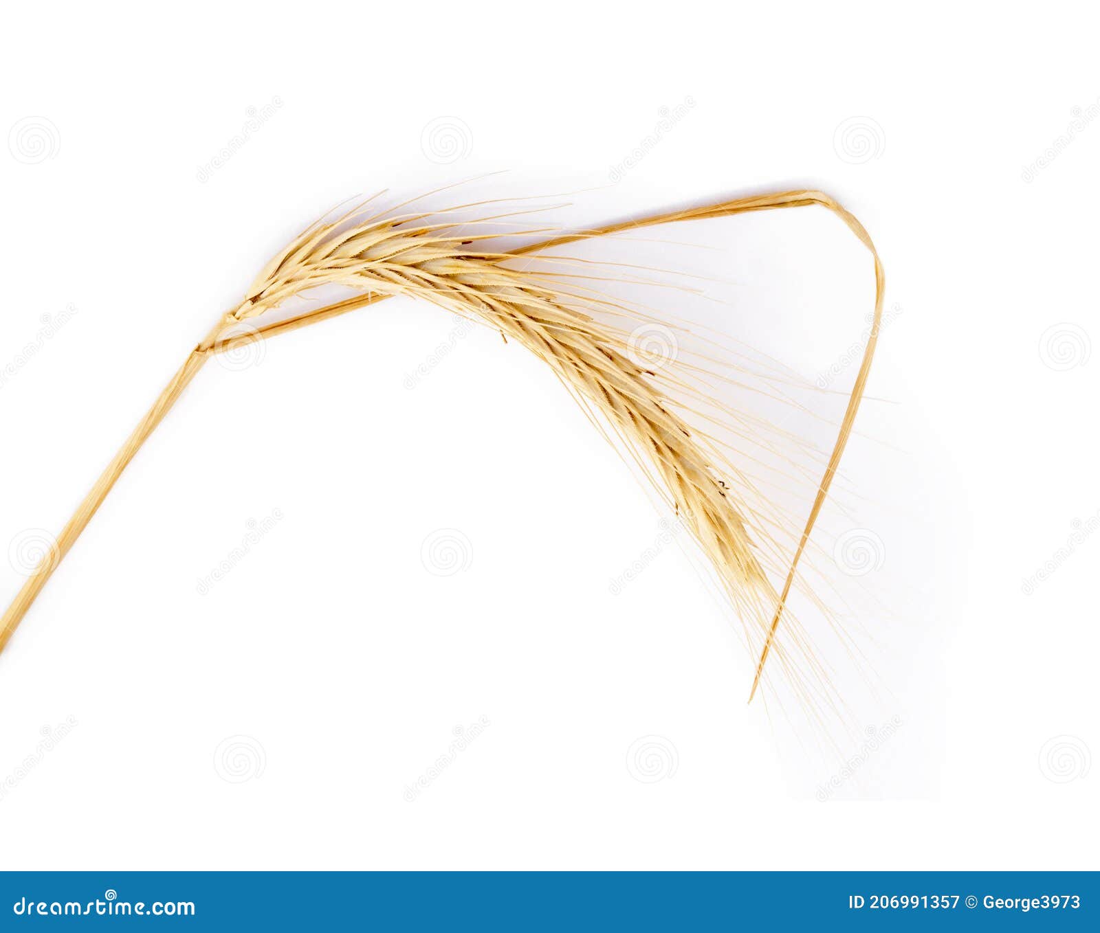 Harvested grain, rye stock image. Image of straw, grains - 206991357