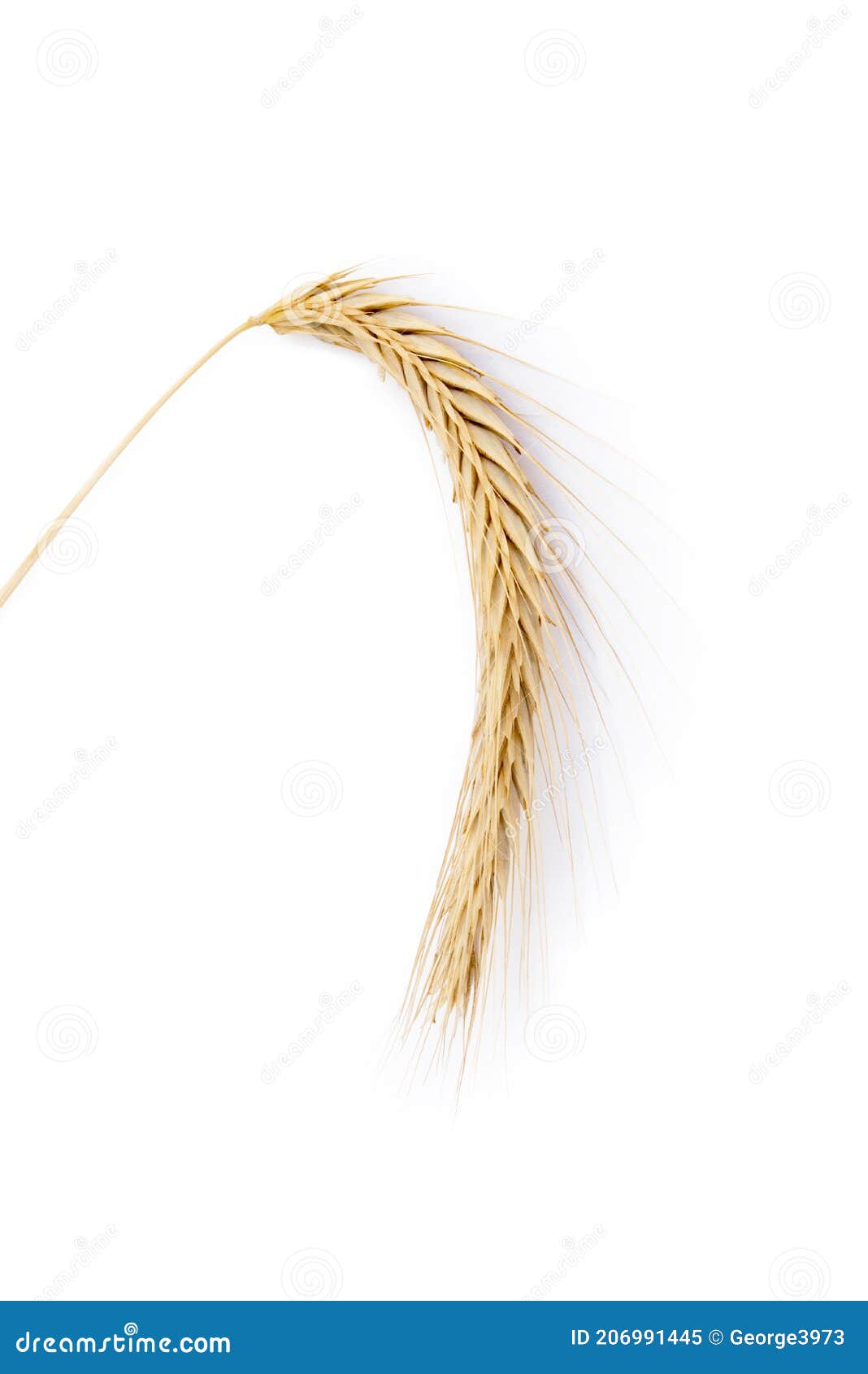 Harvested grain, rye stock image. Image of isolated - 206991445