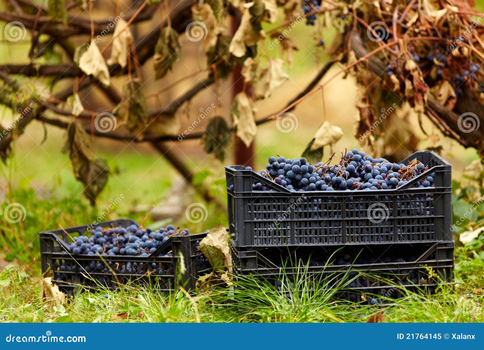 Harvested grapes in cases stock image. Image of bunch - 21764145