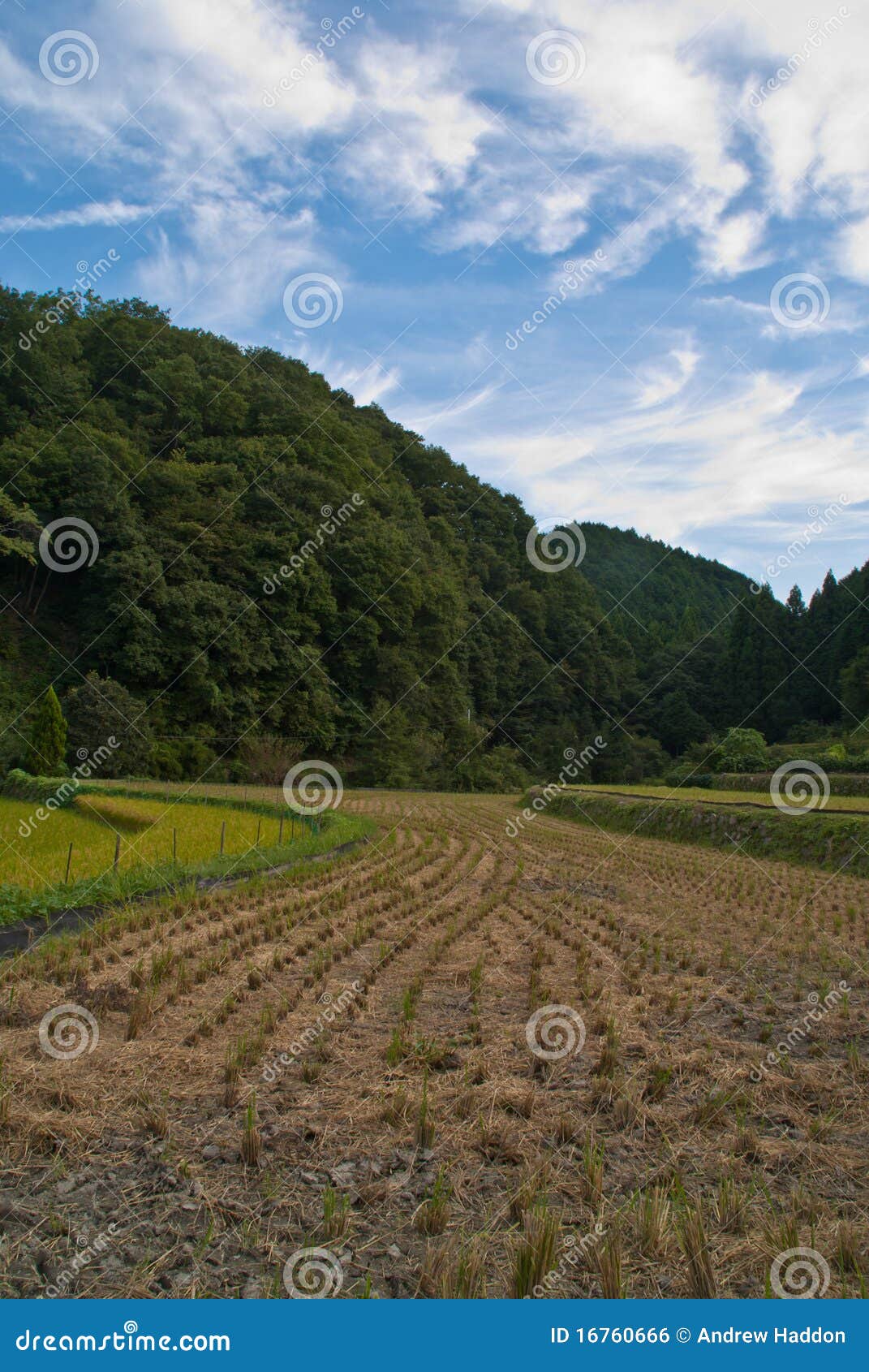 Harvested Japanese Rice Field Stock Photo - Image of landscape, earth ...