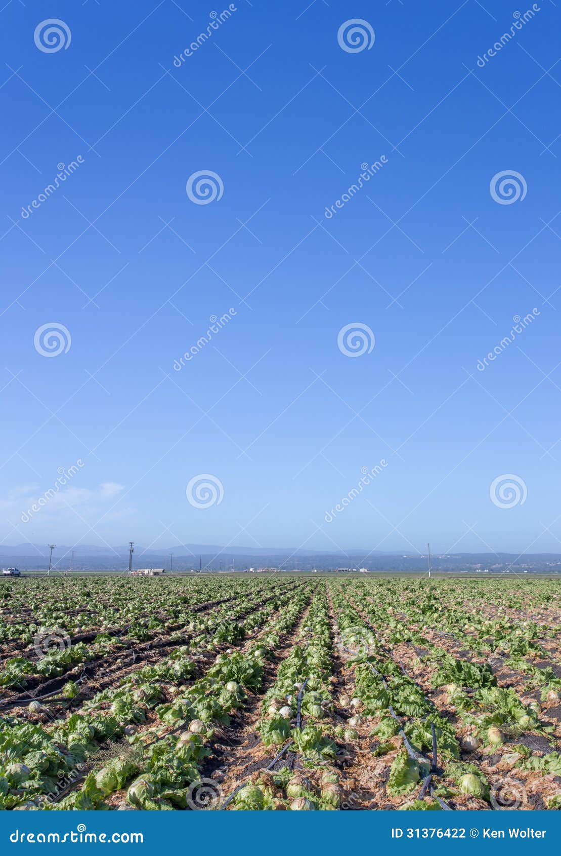 Harvested Lettuce Fields in Salinas Valley Stock Photo - Image of ...