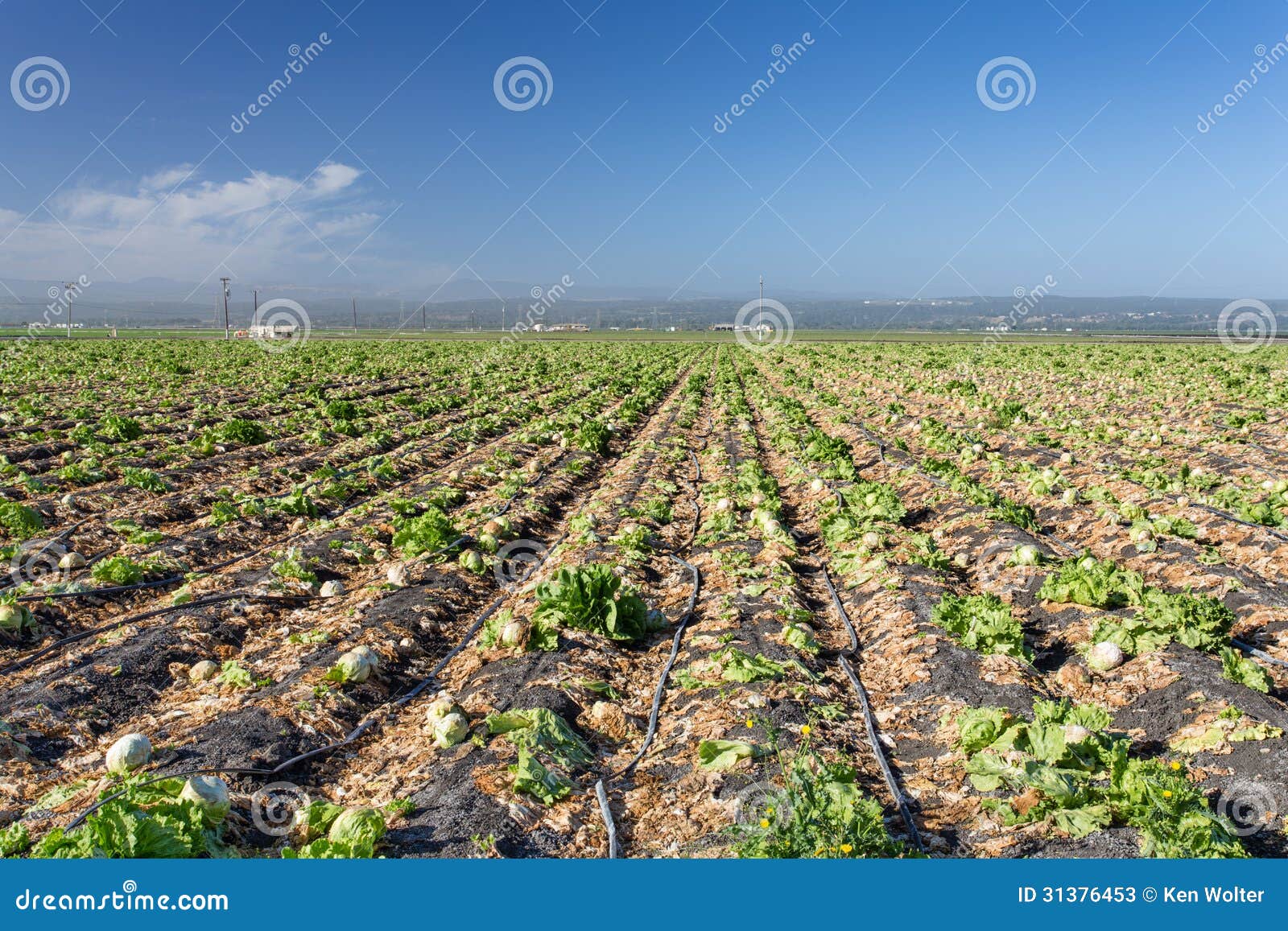 Harvested Lettuce Fields in Salinas Valley Stock Image - Image of ...