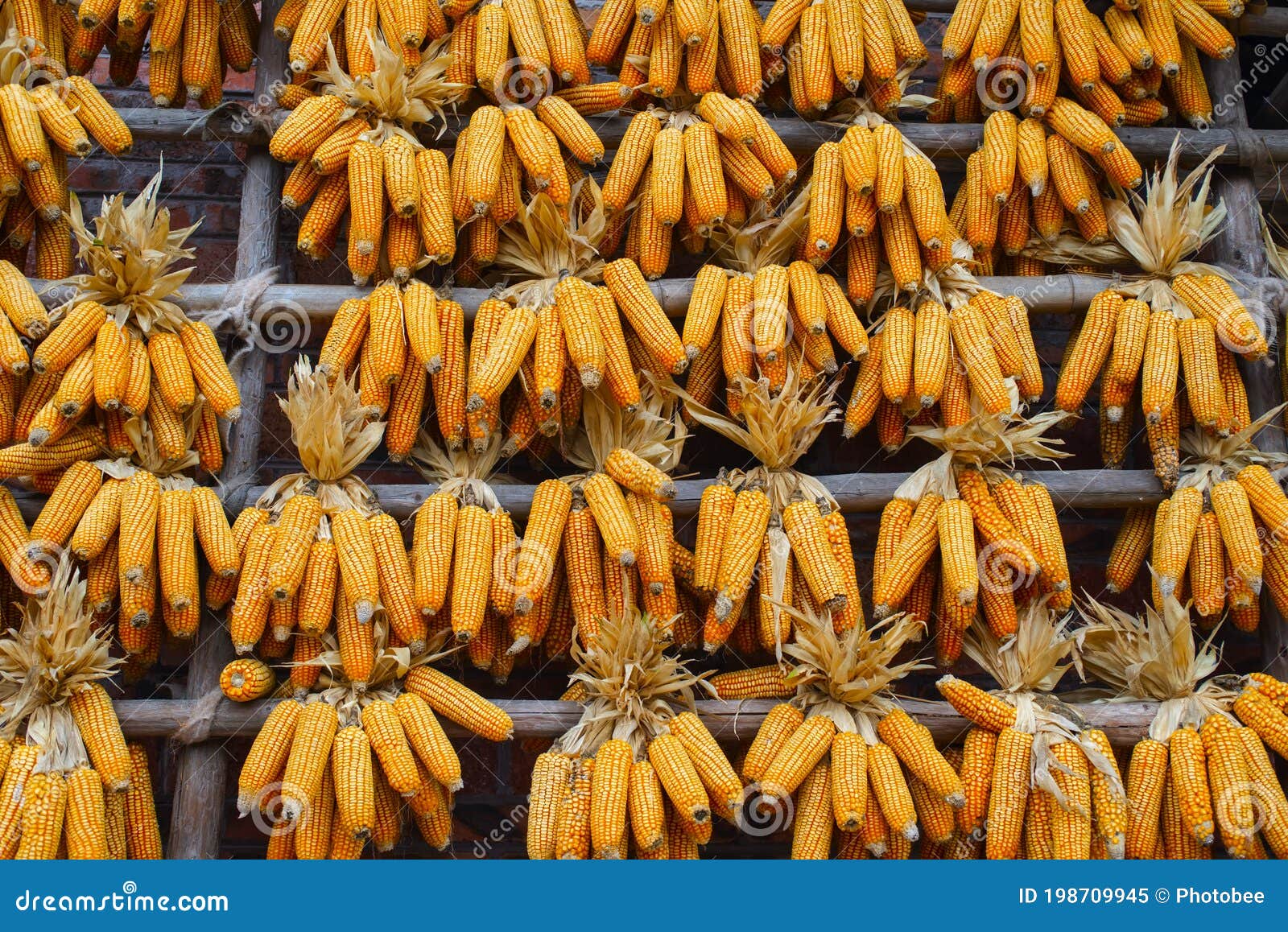 Harvested maize cob stock image. Image of leaves, plant - 198709945