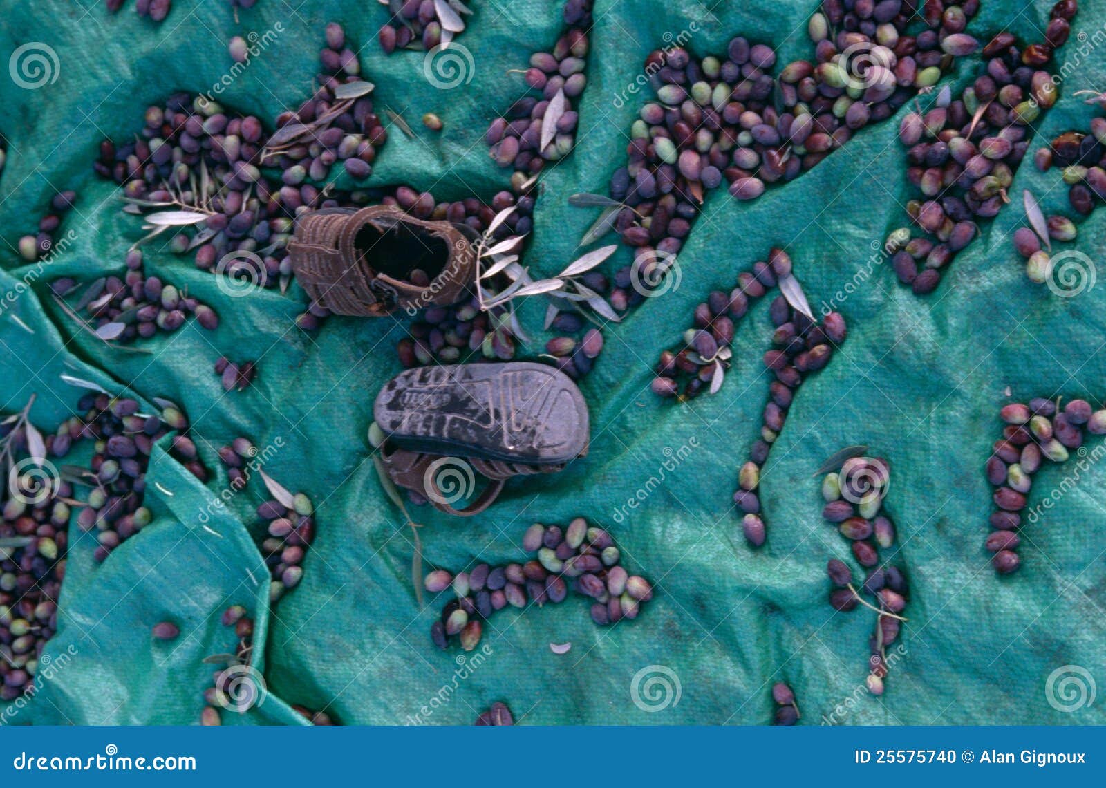 Harvested Olives in Palestine. Editorial Image - Image of middle ...