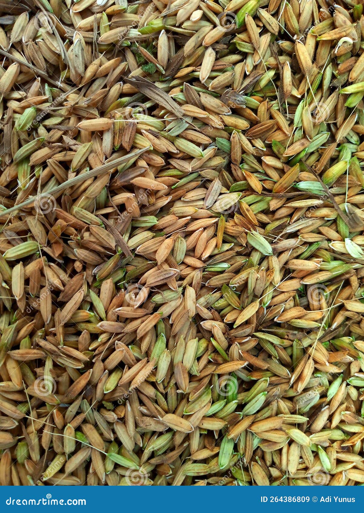 Harvested Paddy Collection Texture Stock Image - Image of rice, texture ...