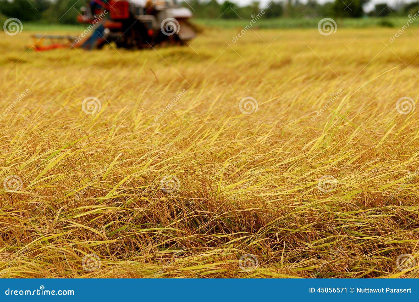 Harvested Paddy during Rice Field Stock Image - Image of farmer, grow ...