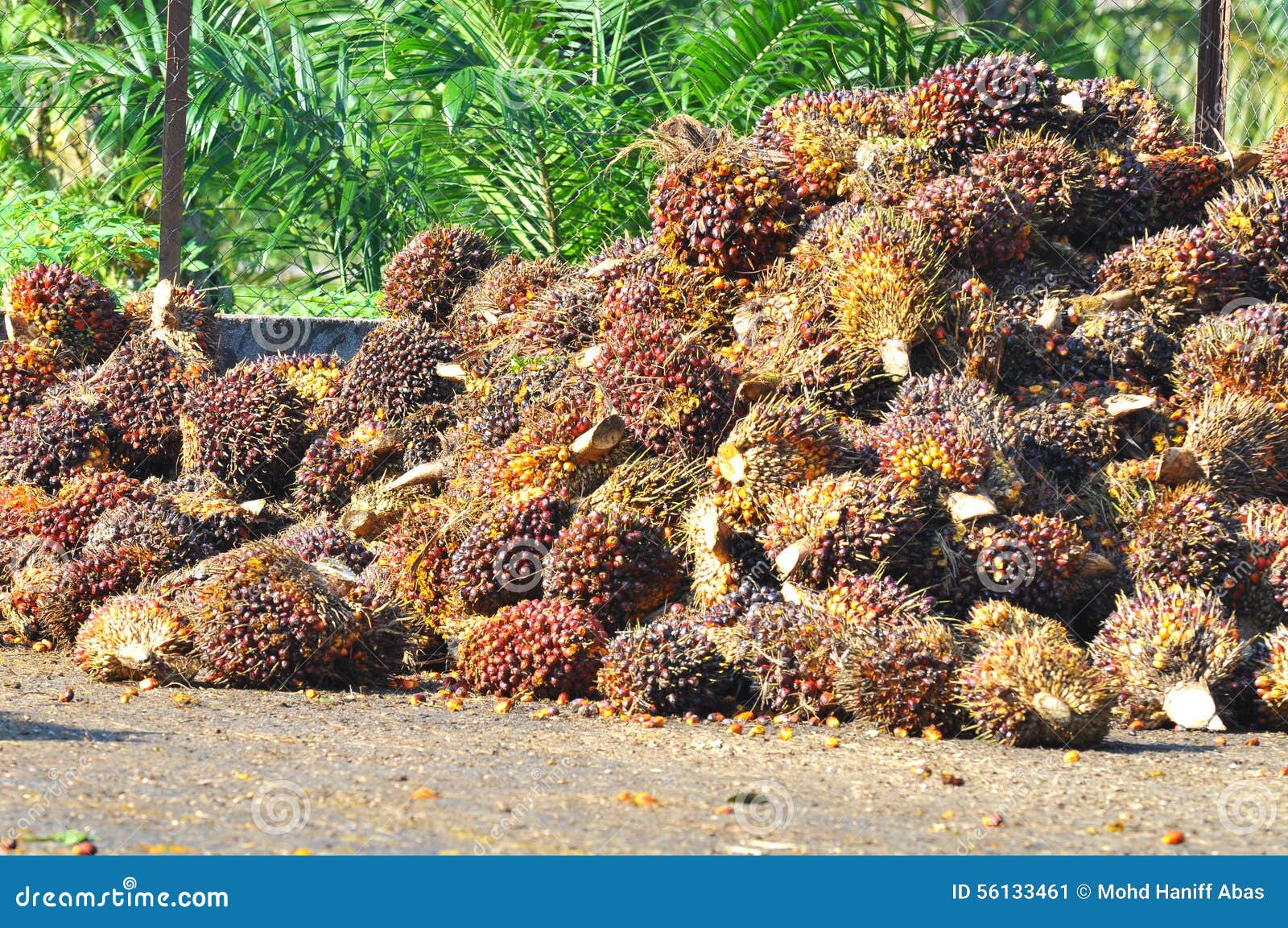 Harvested Palm Oil Fruit Bunch Stock Image - Image of agriculture ...