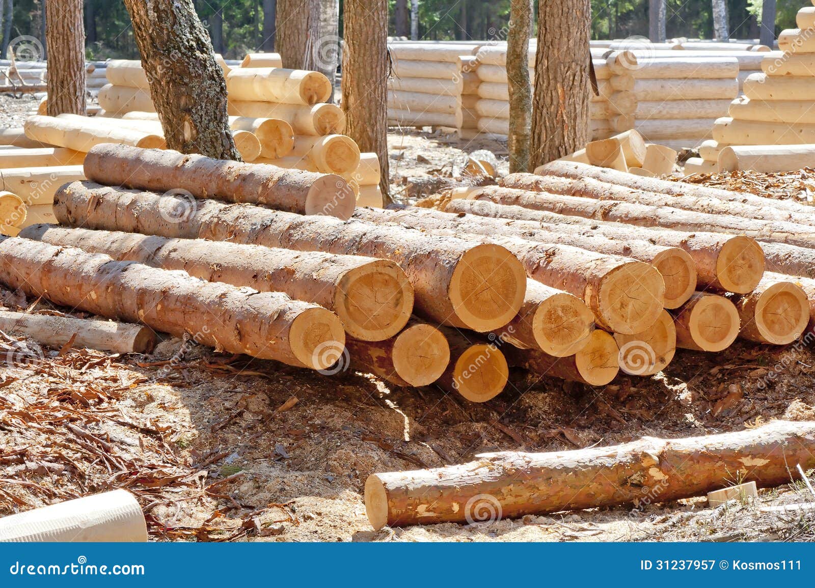 Harvested Pine Logs at the Site of Timber Processing Stock Image ...