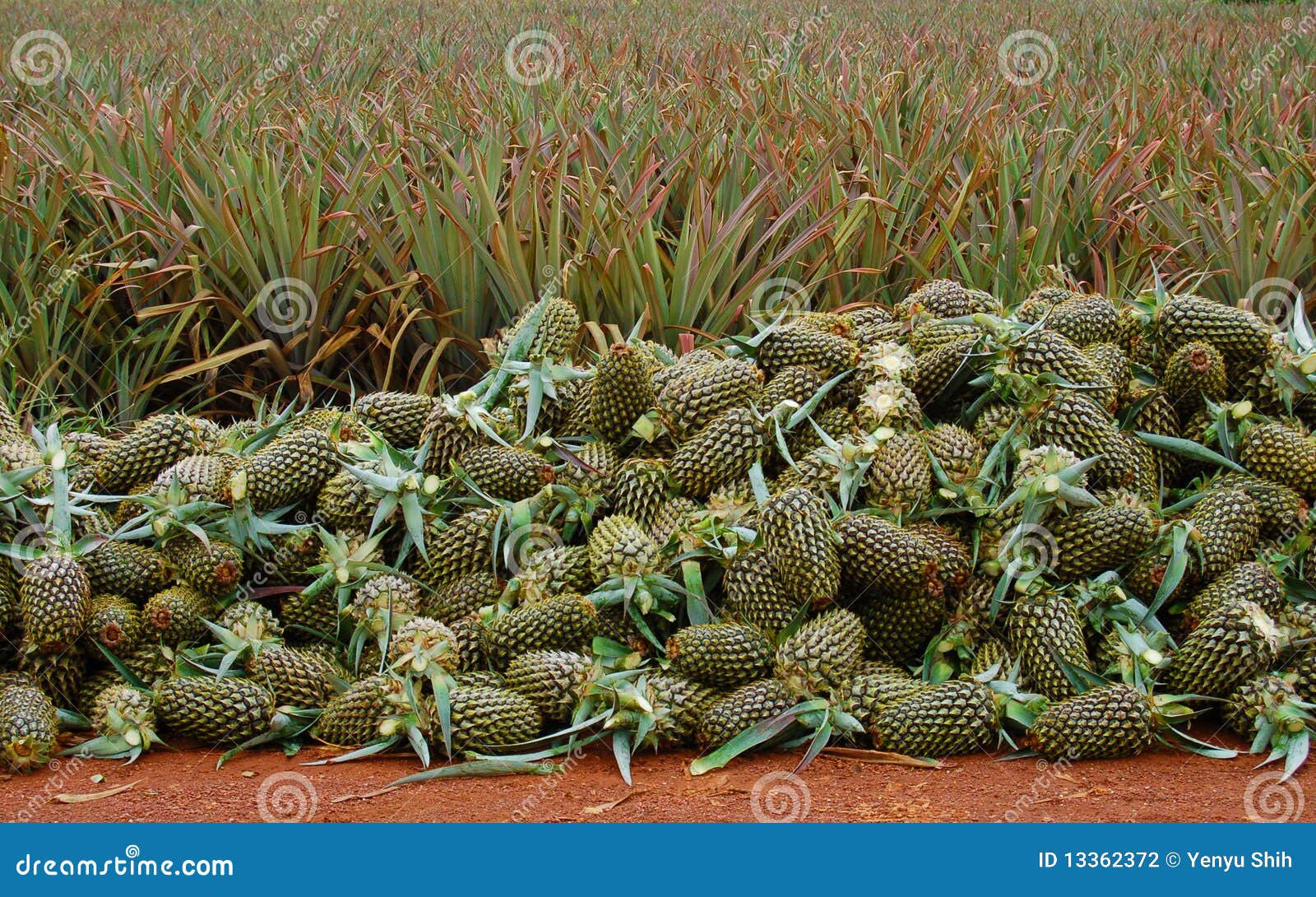 Harvested pineapples stock photo. Image of fruit, pineapple - 13362372