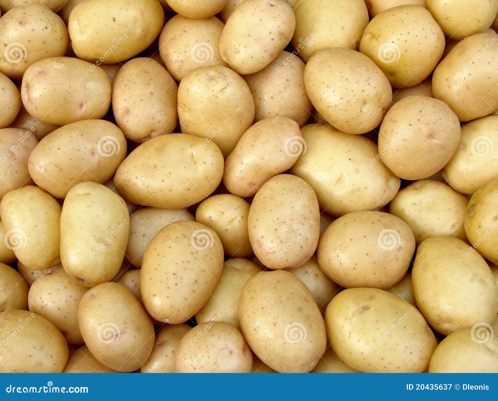 Harvested potato tubers stock image. Image of garden - 20435637