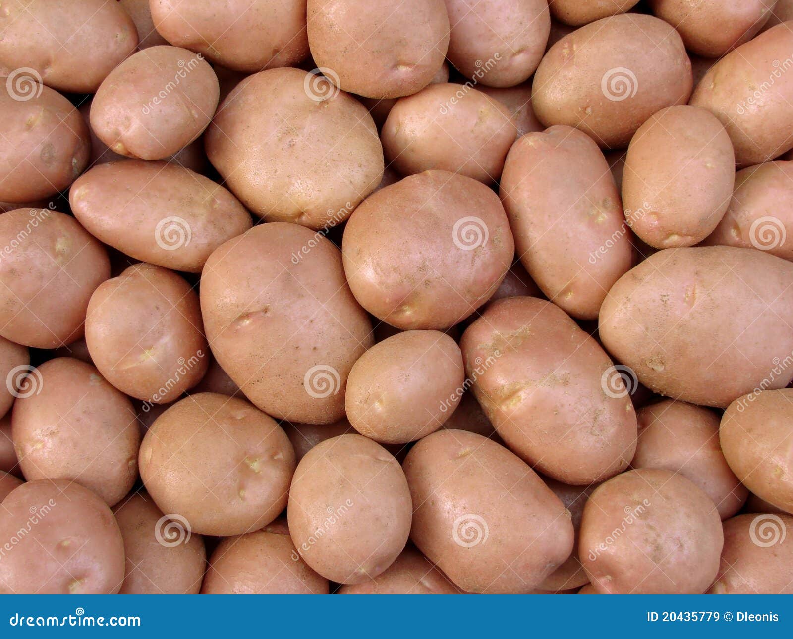 Harvested potato tubers stock image. Image of crop, root - 20435779
