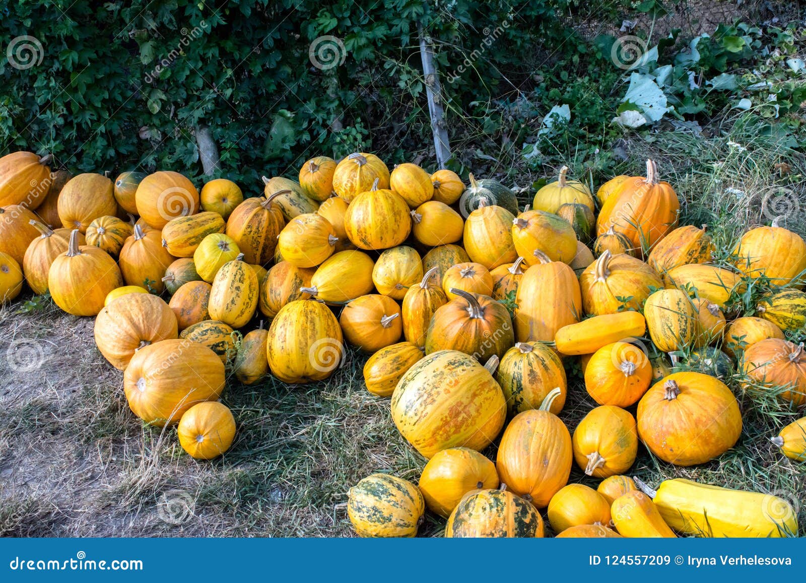 Harvested Pumpkin Crop on the Farm Stock Image - Image of agriculture ...