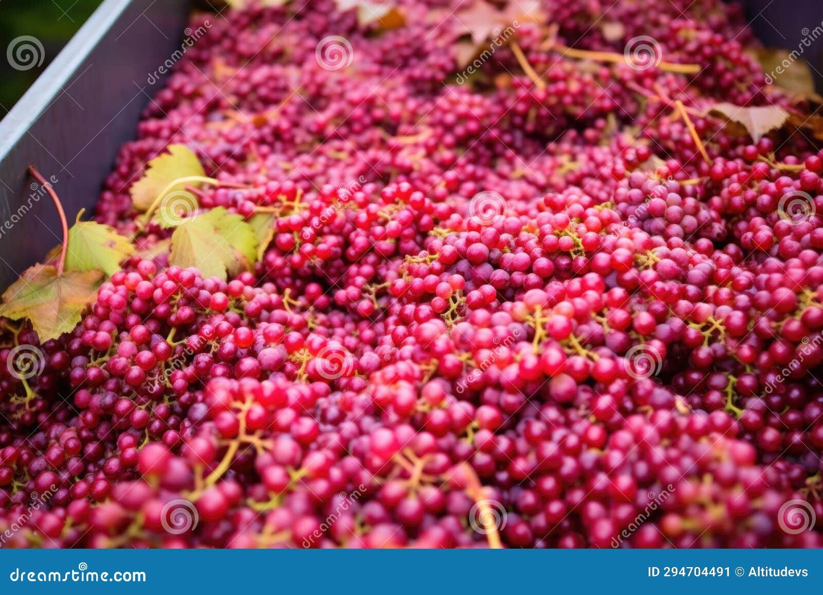 Harvested Red Grape Clusters for Wine Production Stock Image - Image of ...
