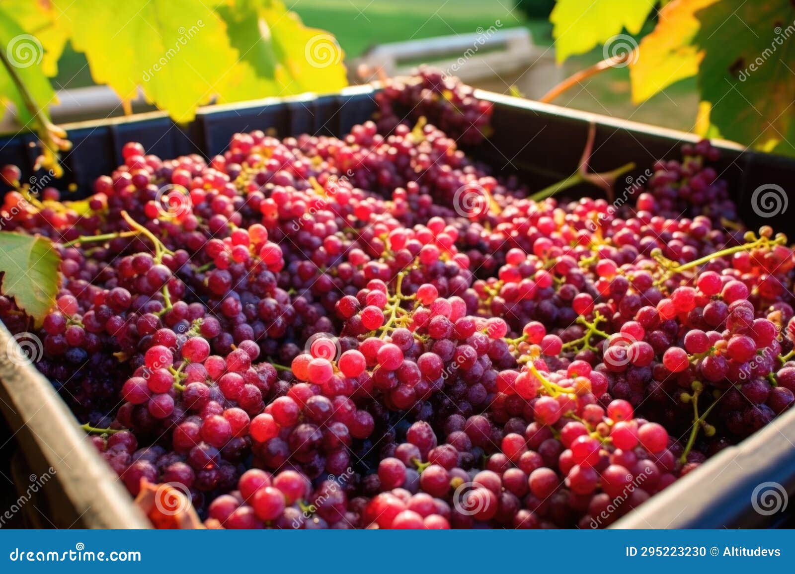 Harvested Red Grape Clusters for Wine Production Stock Photo - Image of ...
