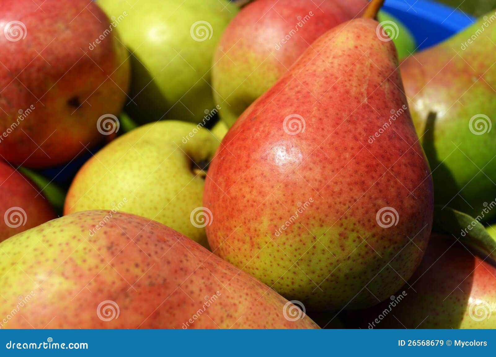 Harvested Red and Green Pears Stock Image - Image of closeup, pear ...