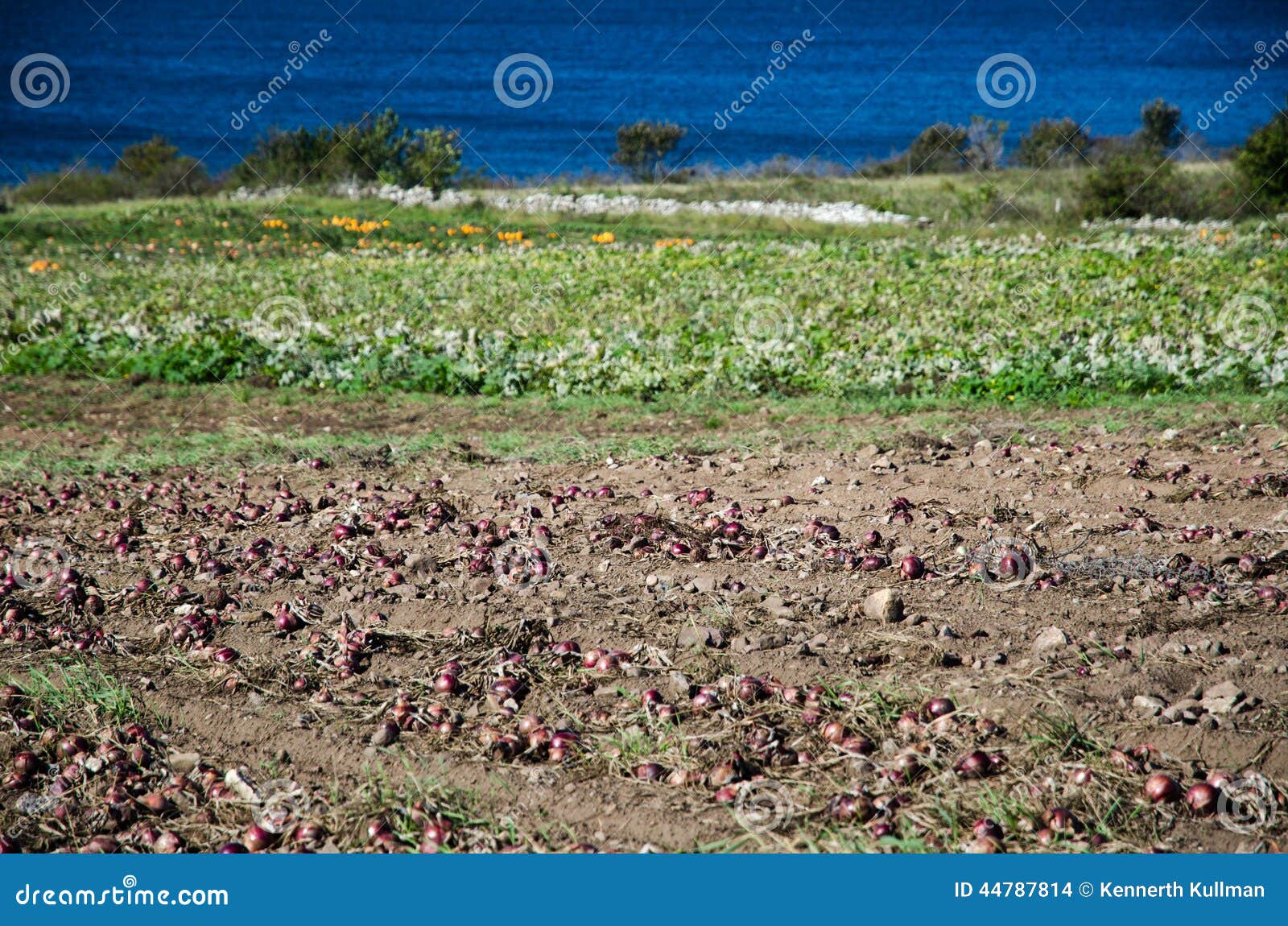 Harvested red onions stock photo. Image of farm, agricultural - 44787814