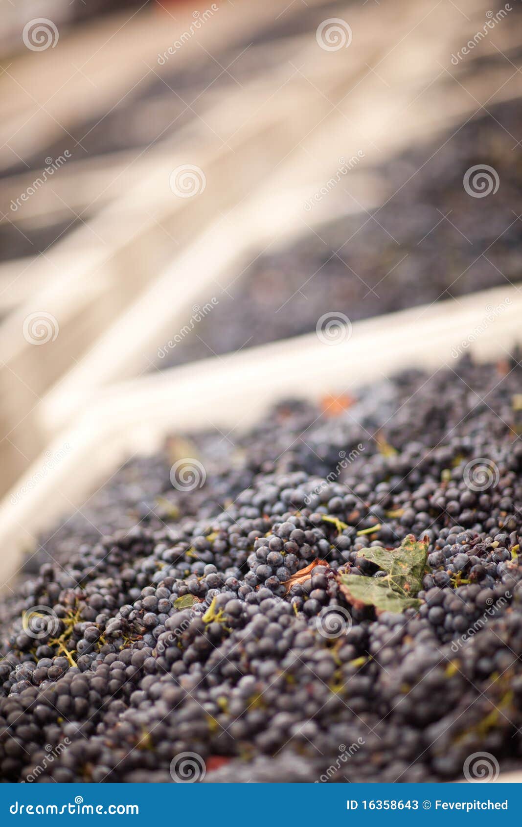 Harvested Red Wine Grapes in Crates Stock Image - Image of autumn ...