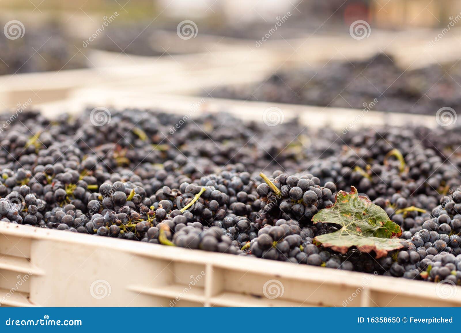 Harvested Red Wine Grapes in Crates Stock Photo - Image of creates ...