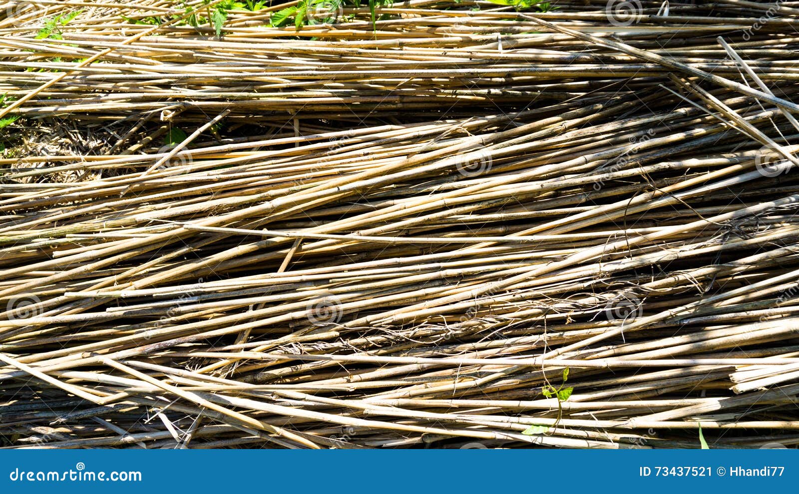 Harvested reed grass stock image. Image of reed, material - 73437521