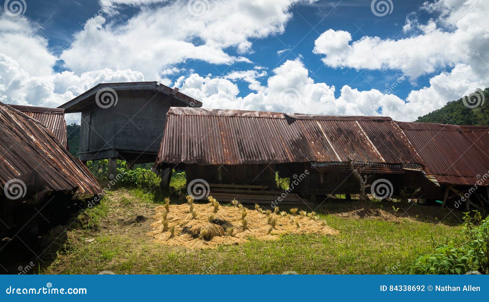 Harvested Rice Drying in the Sun Near Rustic Structures - Maligcong ...