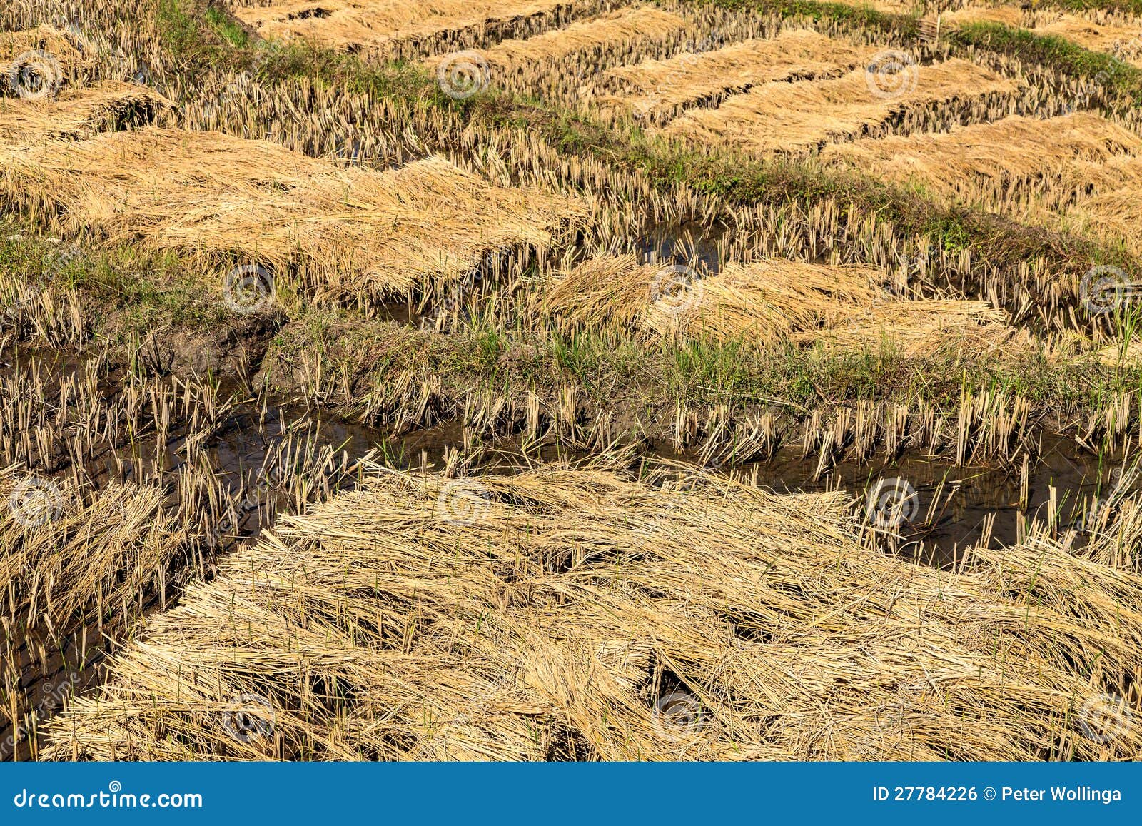 Harvested rice field stock photo. Image of agriculture - 27784226