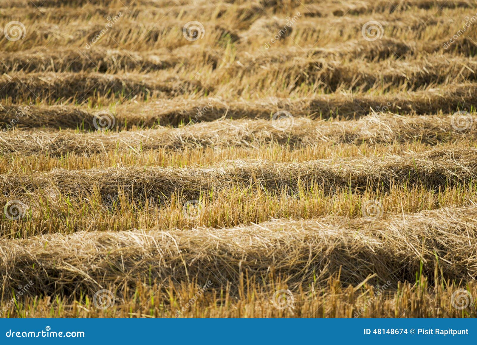 Harvested Rice Field Background Stock Photo - Image of farmland, paddy ...