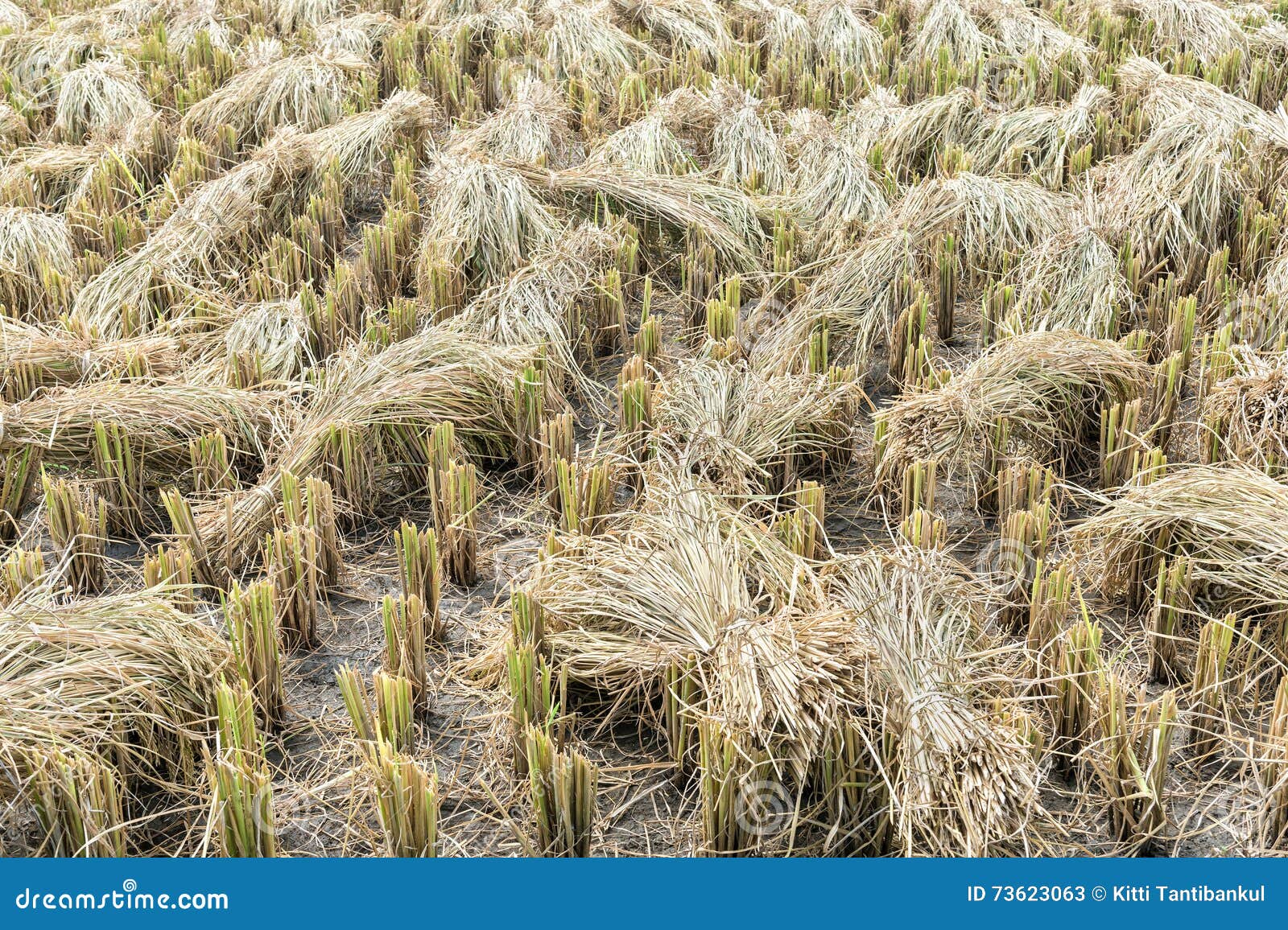 Harvested rice field stock image. Image of countryside - 73623063
